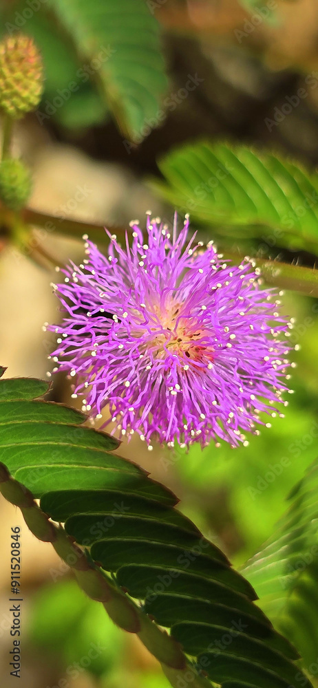 Mimosa pudica, commonly known as the sensitive plant, touch-me-not, or ...