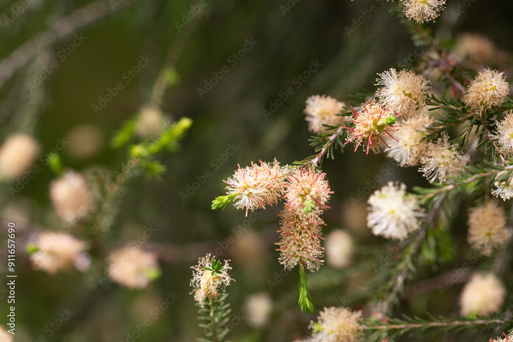 Melaleuca ericifolia. Myrtaceae Australia Melaleuca or the Australian ...