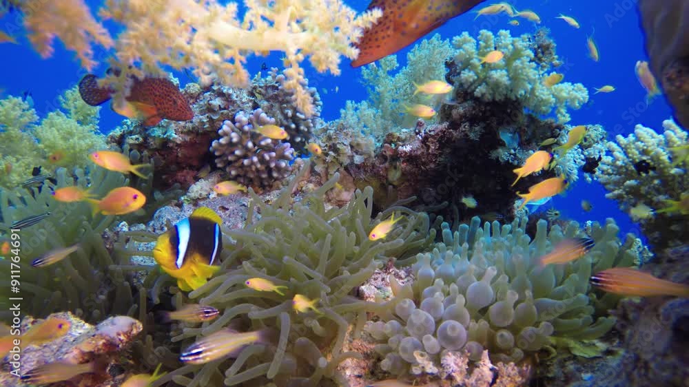 Tropical Sea Underwater Fishes. Underwater clownfish (Amphiprion ...