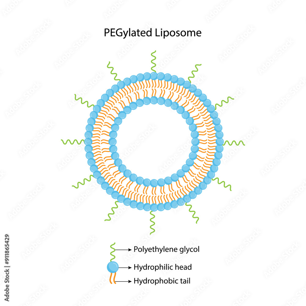 PEGylated Liposome, with Polyethylene glycol, hydrophilic head and ...