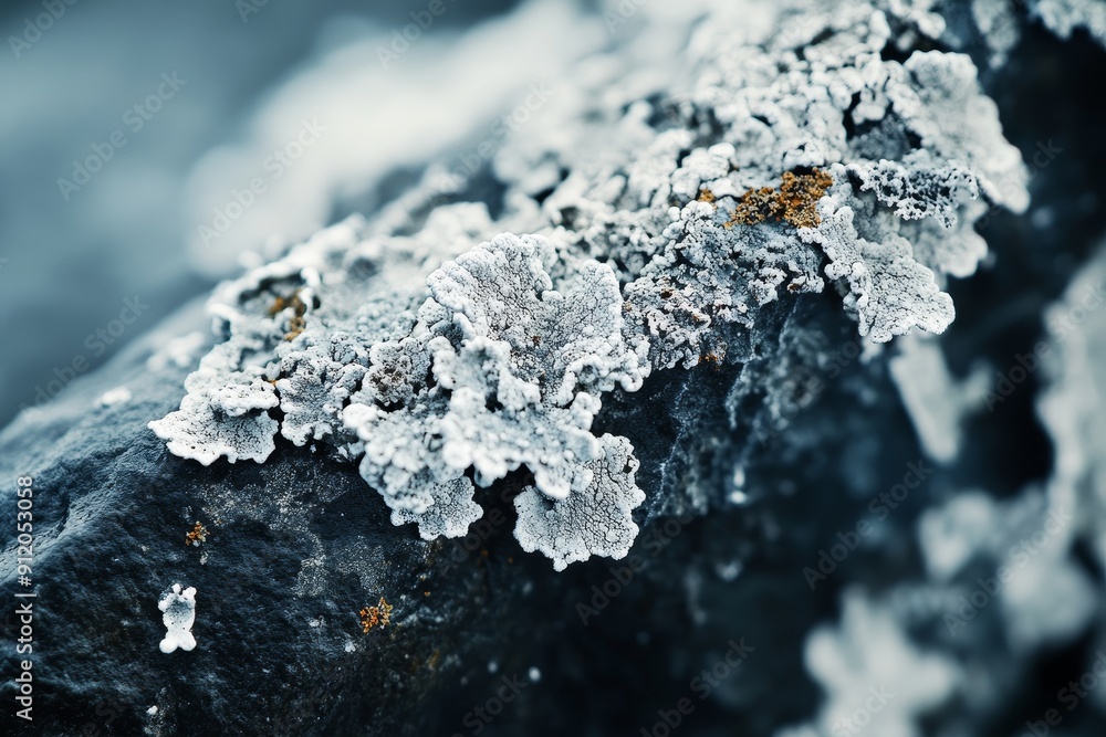 Macro shot of ancient lichen on frozen rock, displaying intricate ...