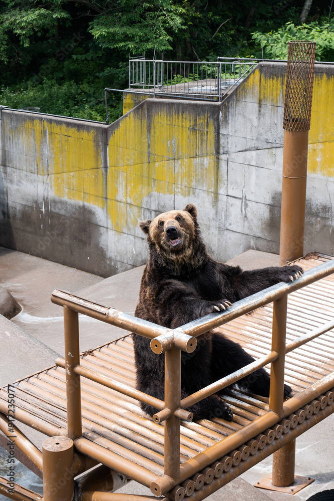 Hokkaido brown bear comfortably sitting on a raised wooden platform ...