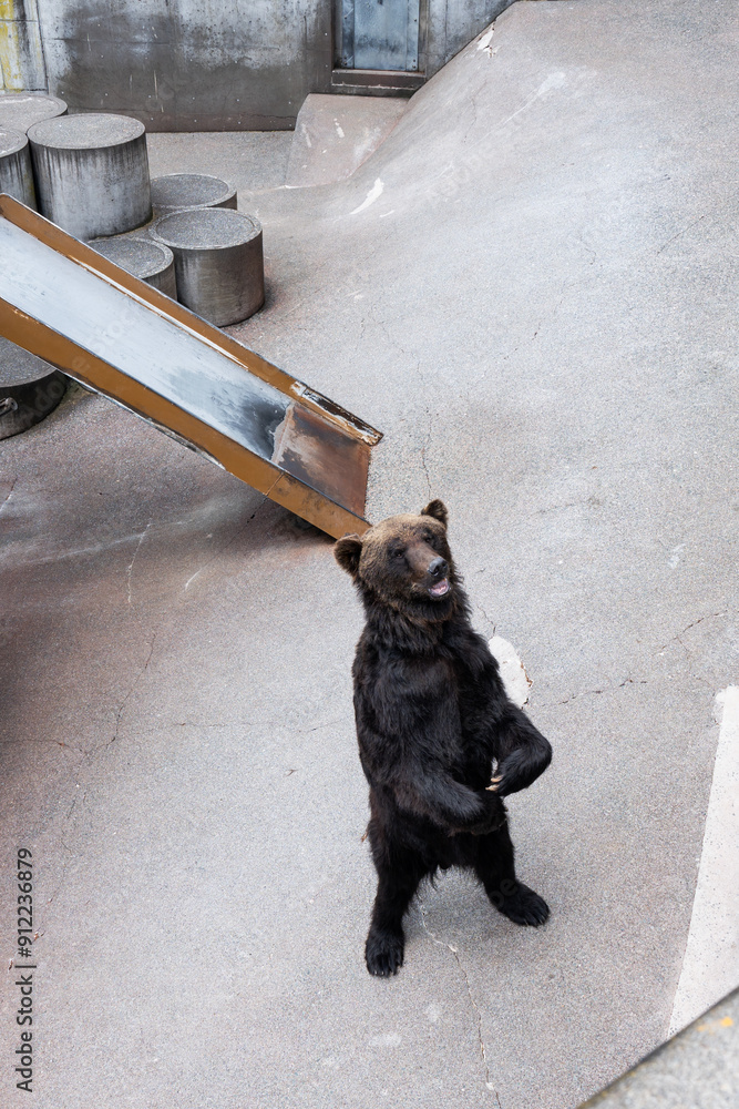Foto de Brown bear standing upright in a concrete zoo enclosure with ...