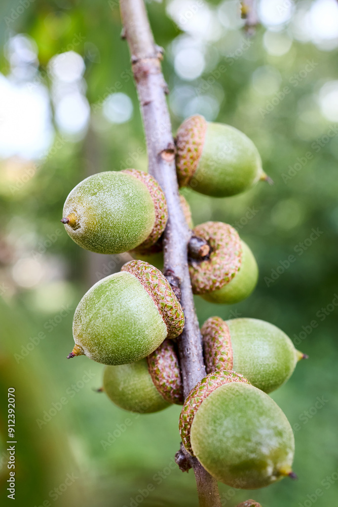 Acorns of Quercus palustris also called pin oak swamp oak or Spanish ...