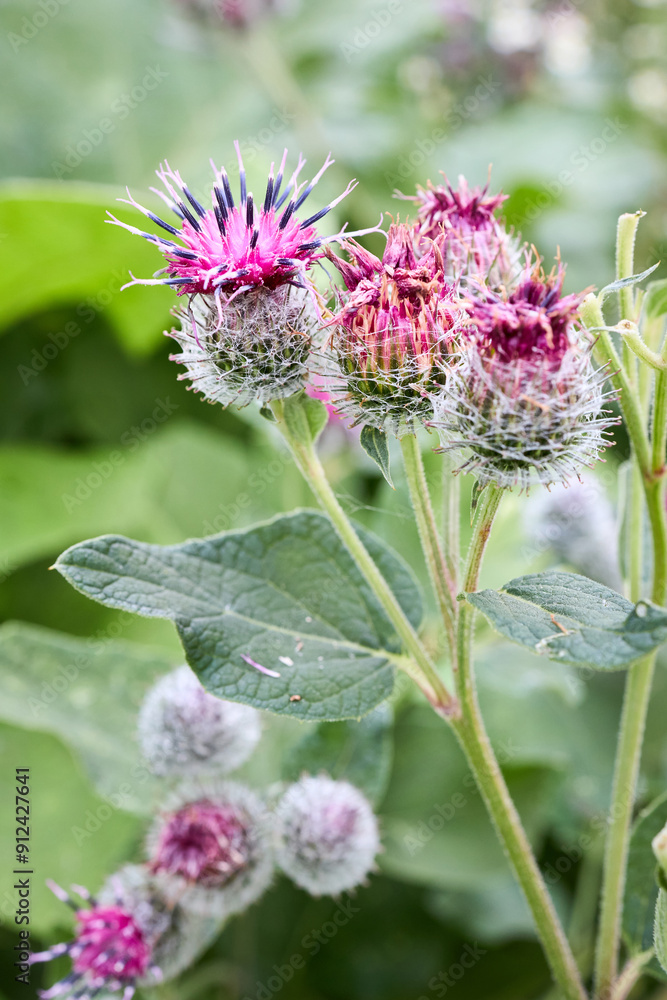Poster Arctium tomentosum commonly known as woolly or downy burdock species of burdock belonging ...