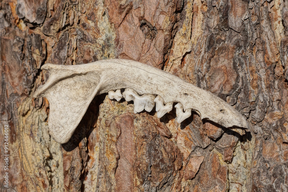 part on a one jaw with teeth and canines of a dead wild animal lies on ...
