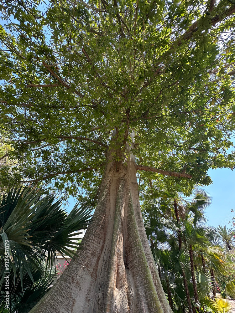 Kapok tree or Java kapok (lat.- Ceiba pentandra) in the Ein Gedi ...