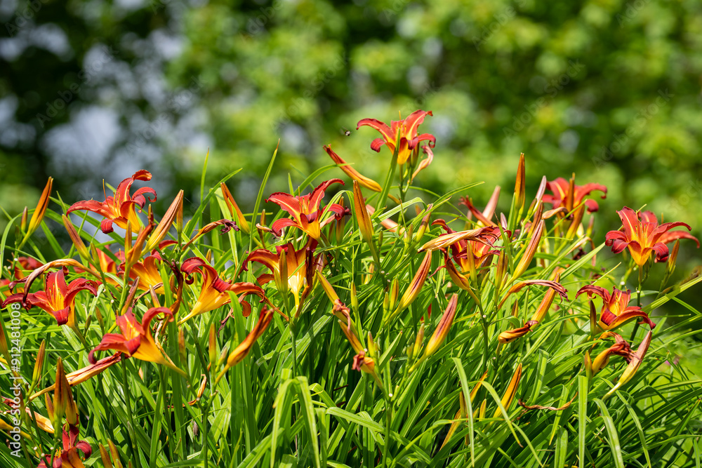 Hemerocallis Crimson Pirate on a flower bed on a sunny summer day. Red ...