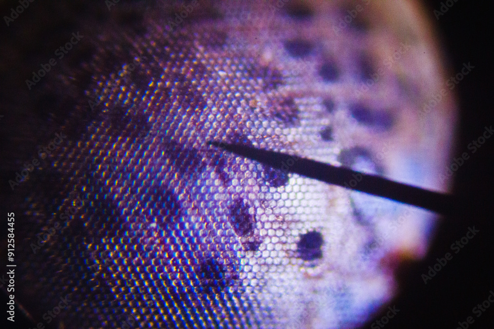 Macro photography of insects. Details of insect body parts under a ...