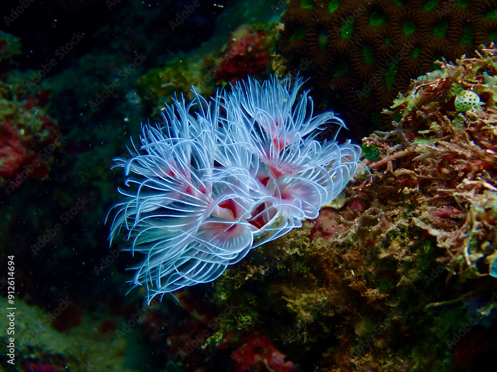 Sea worm Protula. White and red protula. Sea worm in an open form on a ...