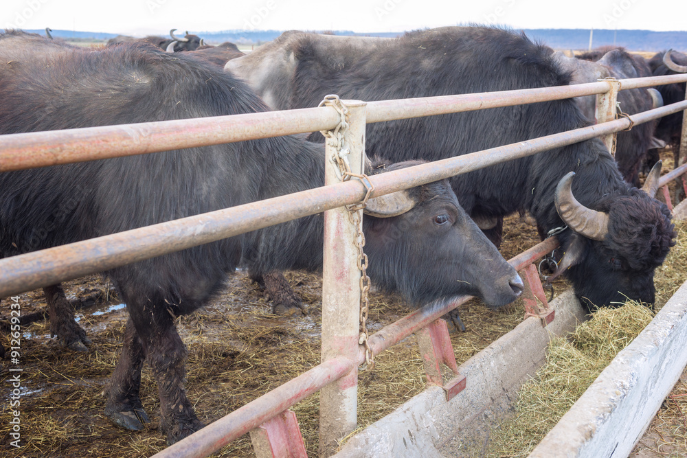 Buffalo dairy farm, adult animals, cattle in open air pen, outdoor ...