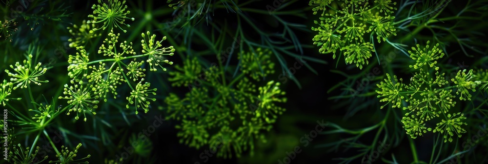 Anethum graveolens also known as adas sowa or dill is commonly used as ...