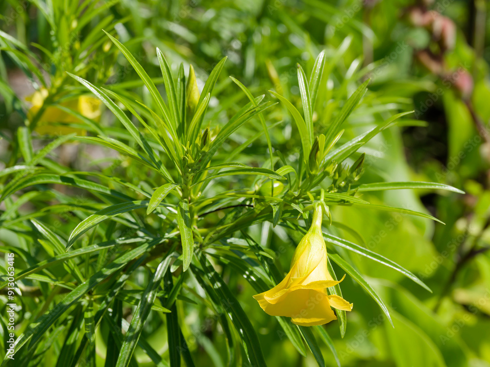 (Thevetia peruviana) Yellow oleander or Be still tree spreading shrub ...