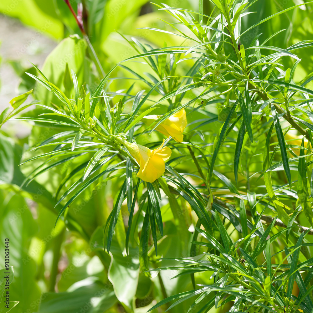 Thevetia peruviana or Be-still Tree producing funnel-shaped flowers ...