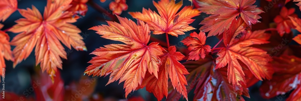 Foto de Fall foliage of the Acer japonicum AconitifoliumO commonly ...