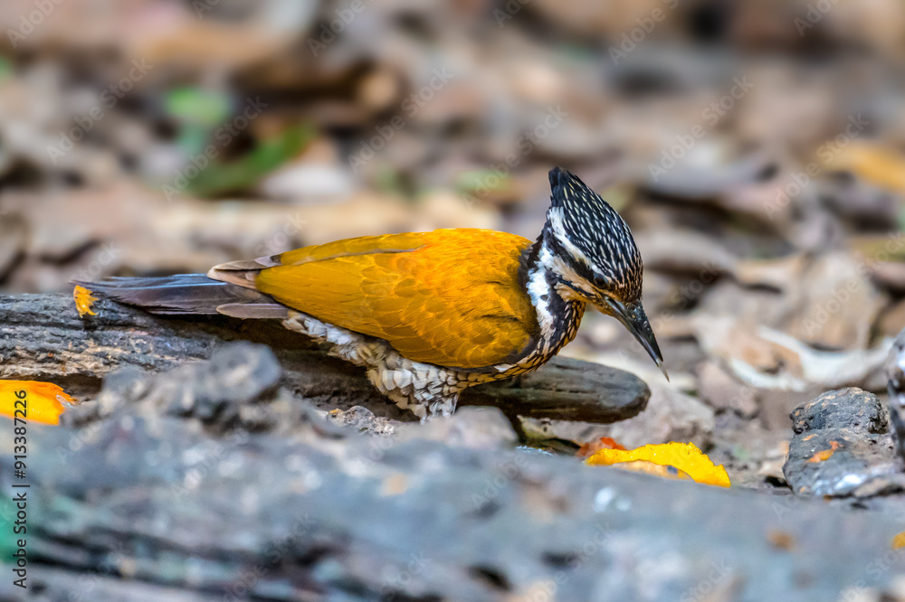 Common Flameback The back is brassy-brown, the rump is red, and the ...