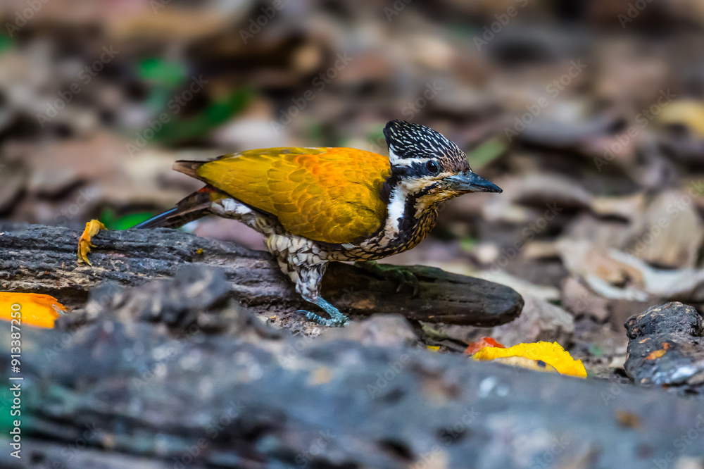 Common Flameback The back is brassy-brown, the rump is red, and the ...