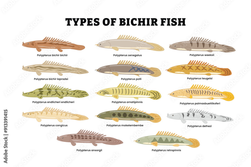 Different types of bichir fish set collection, freshwater aquarium fish ...