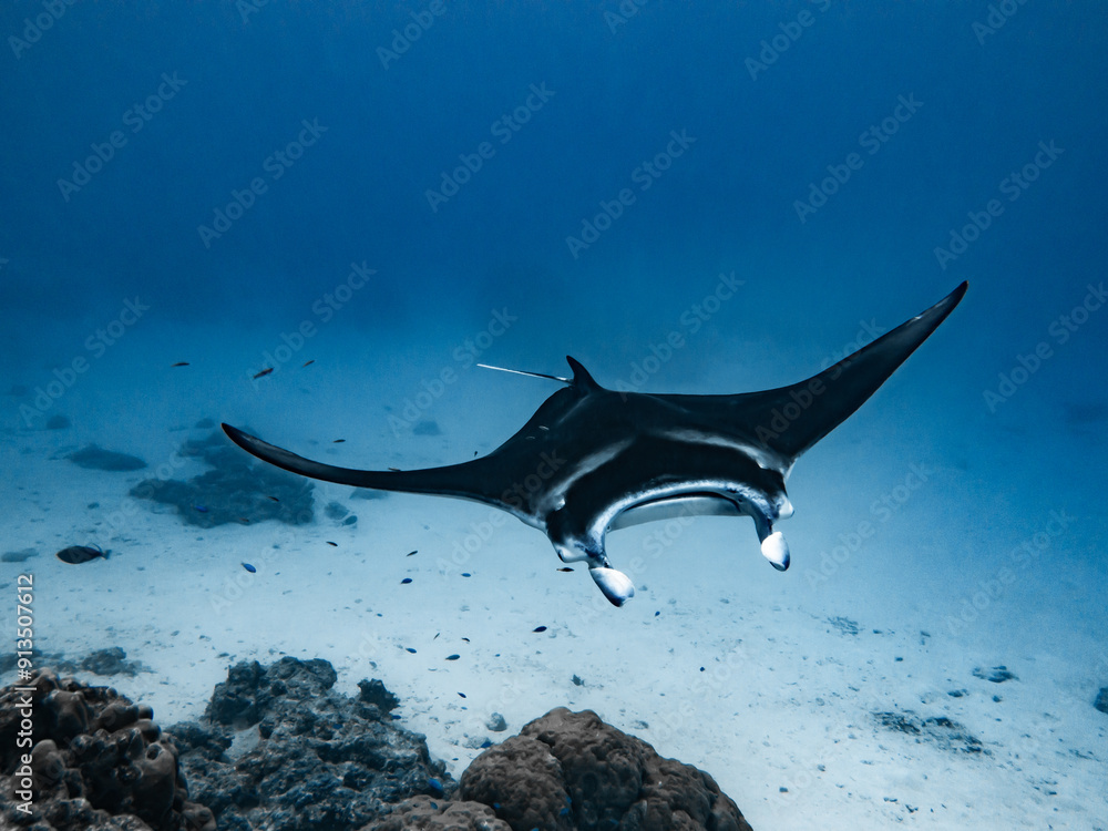 Poster Manta ray swimming towards a diver in the lagoon of Maupiti ...