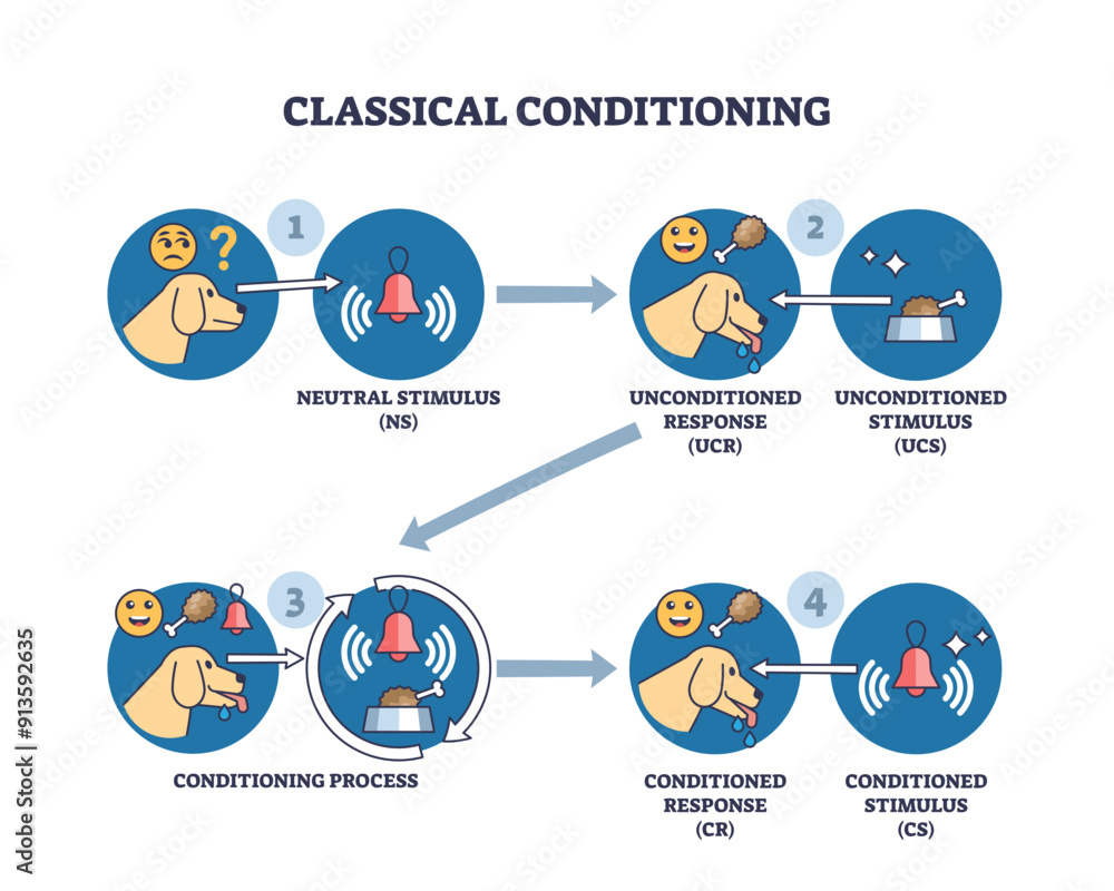 Classical conditioning and Pavlov behavior stimulus research outline ...
