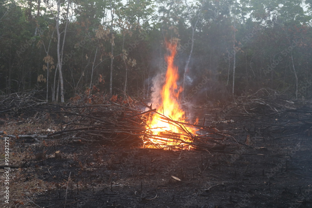 the forest is burning. burning. extinguishing forest fires due to ...