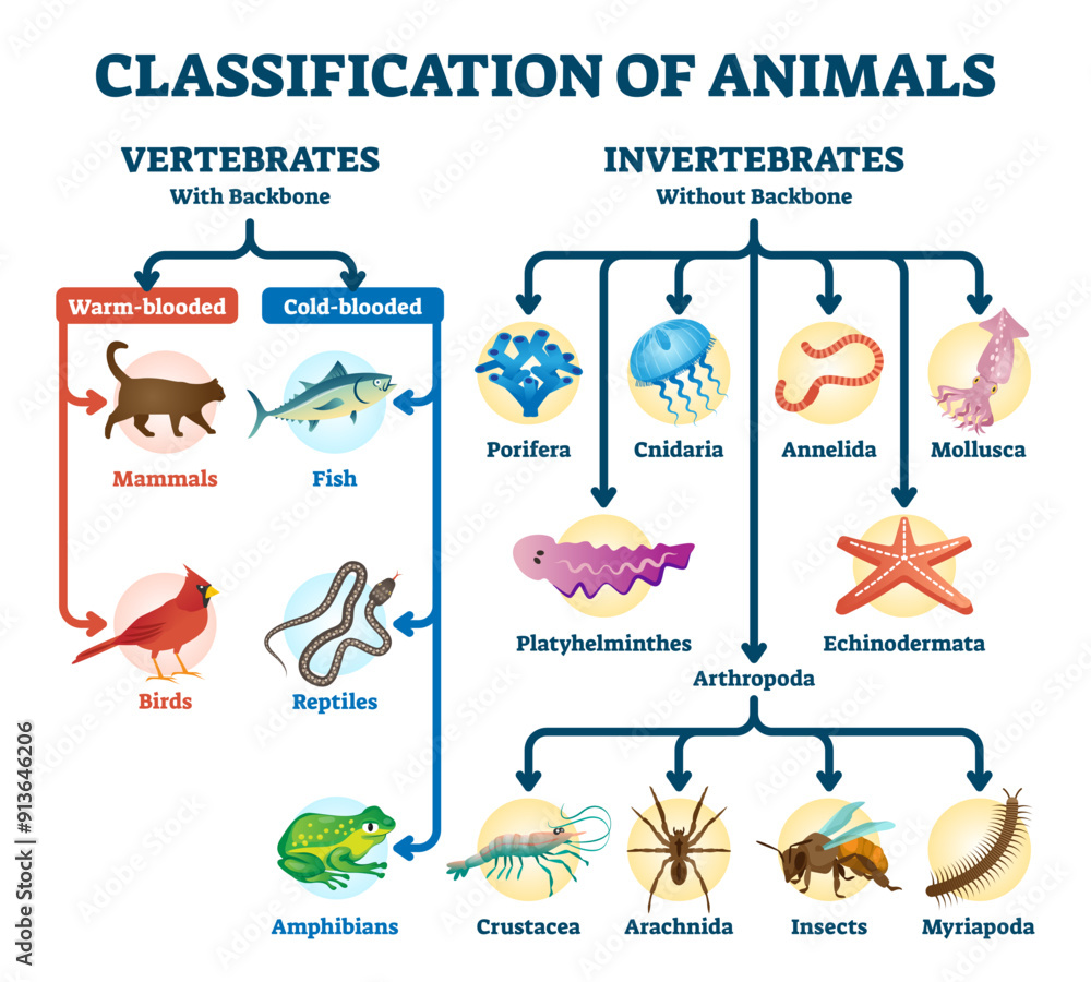 Classification of animals illustration, transparent background. Labeled ...