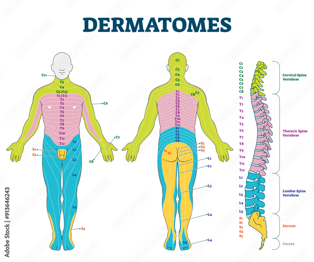 Dermatomes illustration, transparent background.Labeled educational ...