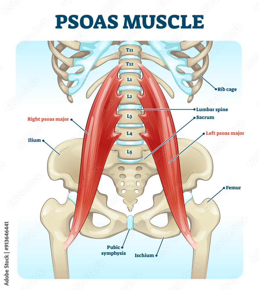 Psoas muscle medical illustration diagram, transparent background ...