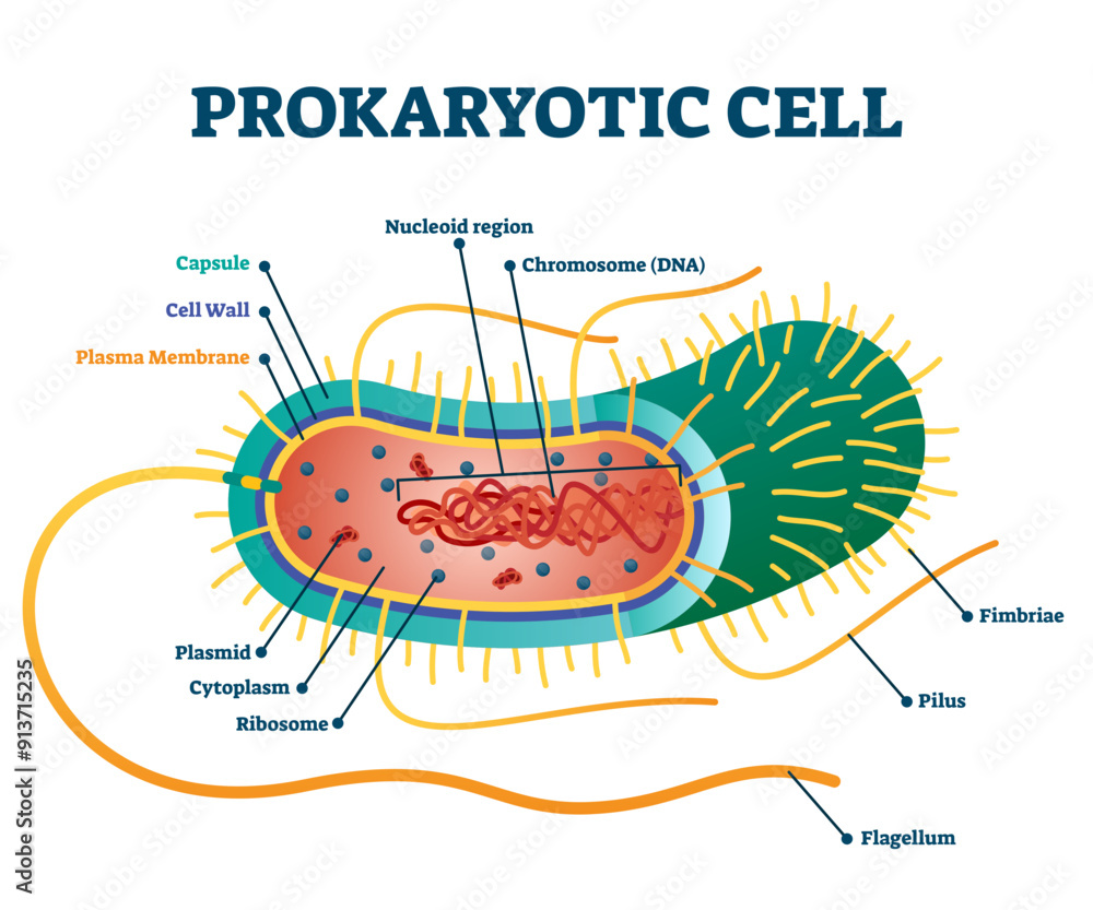 Prokaryotic cell structure diagram, illustration cross section labeled ...