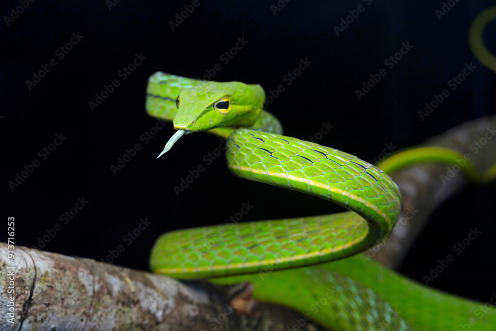 Ahaetulla flavescens, the yellow whipsnake, is a species of snake in ...