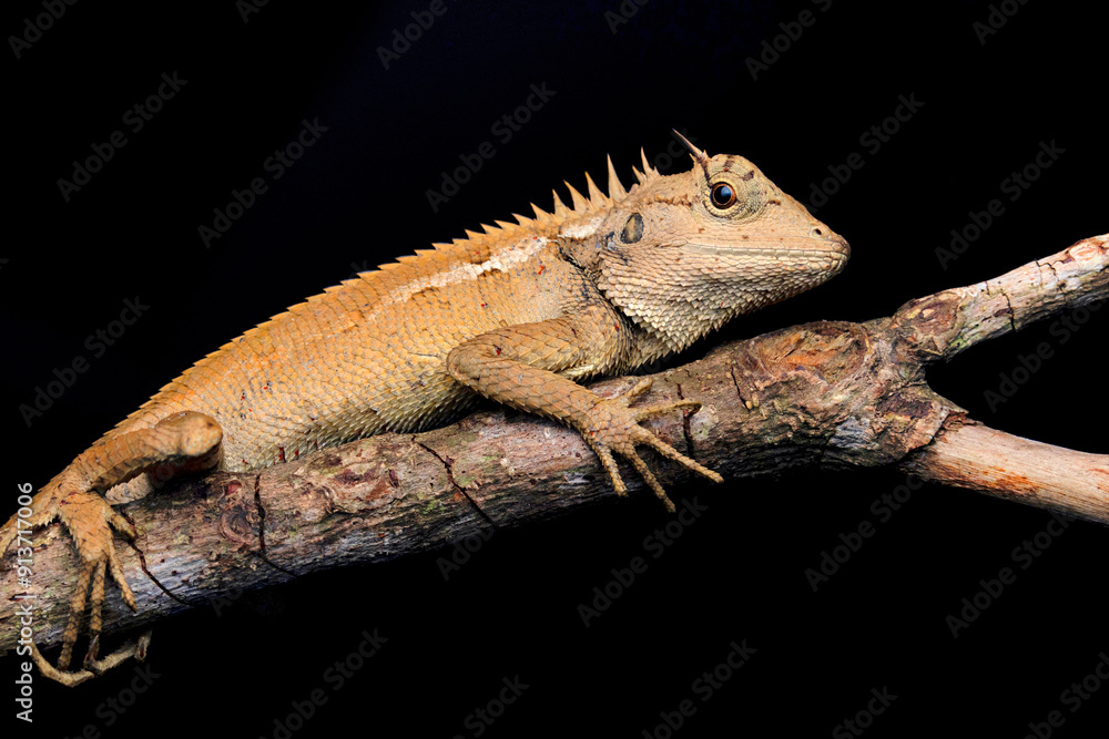 Calotes emma, commonly known as the forest garden lizard or Emma Gray's ...