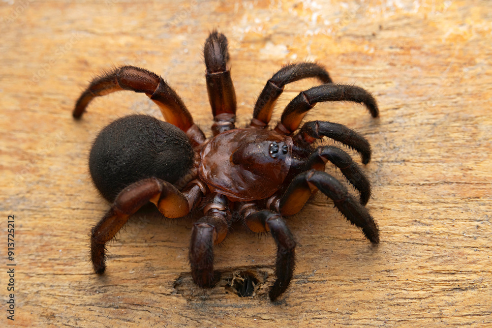 Idiops bombayensis, Bombay Trapdoor Spider. Trapdoor spiders construct ...