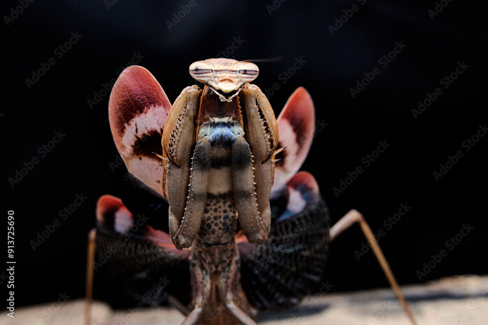 Praying mantids have long necks topped by a triangular head ...