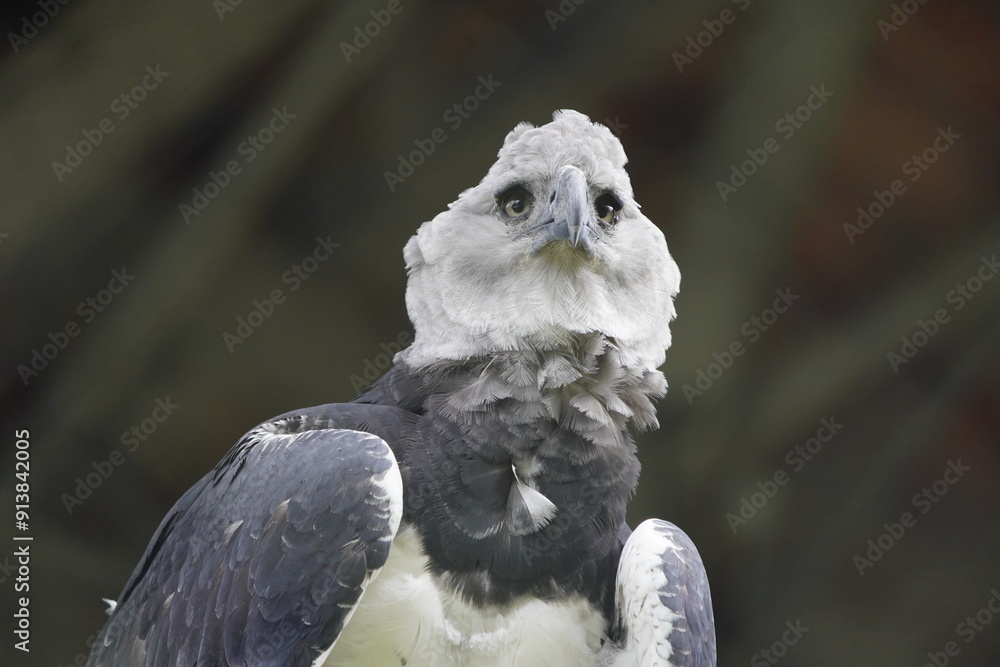 The harpy eagle (Harpia harpyja) is a large neotropical species of ...