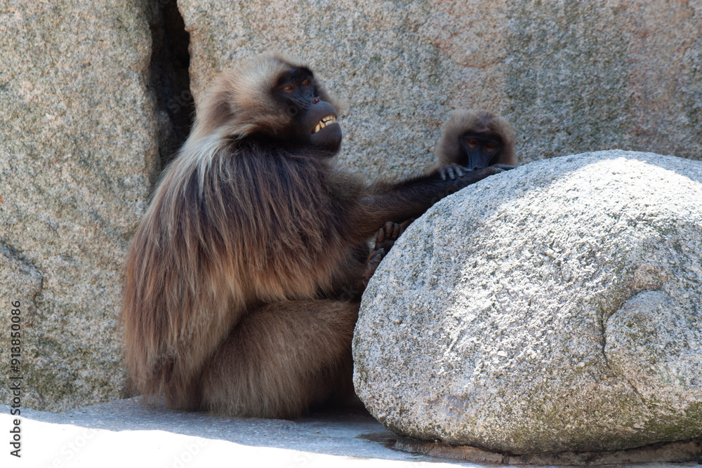 Gelada Baboon family. Gelada Baboons grooming The Gelada (Theropithecus ...