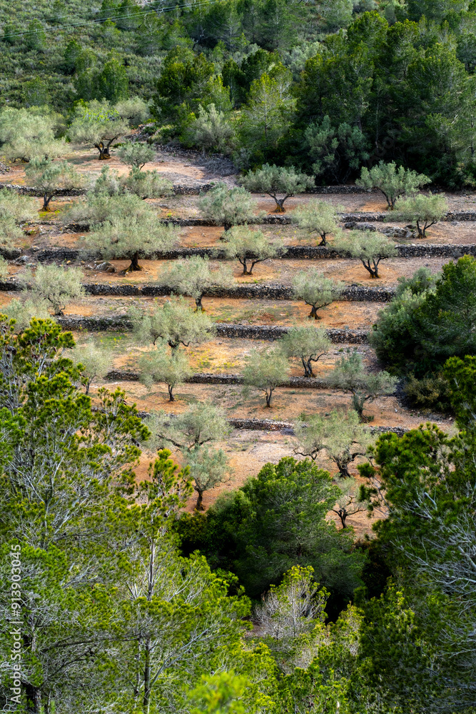 The terraced olive grove showcases multiple rows of olive trees, each ...