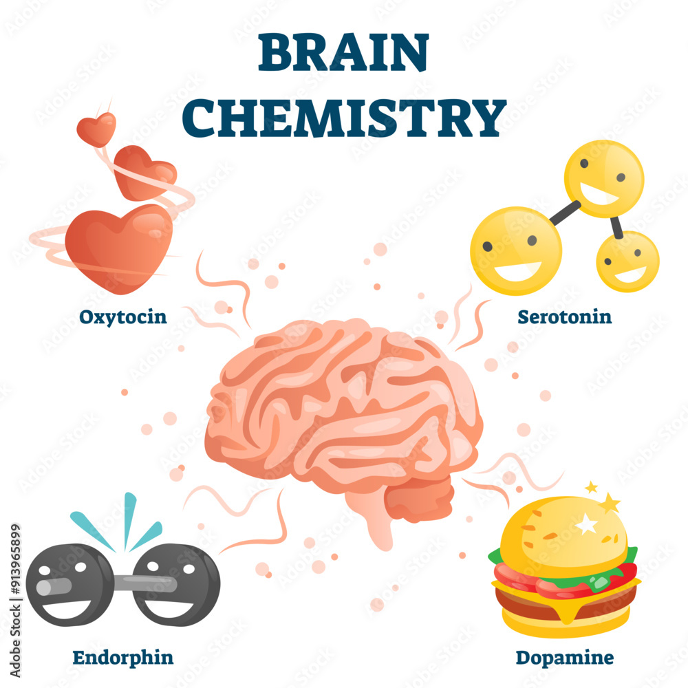 Brain chemistry illustration, transparent background. Labeled ...
