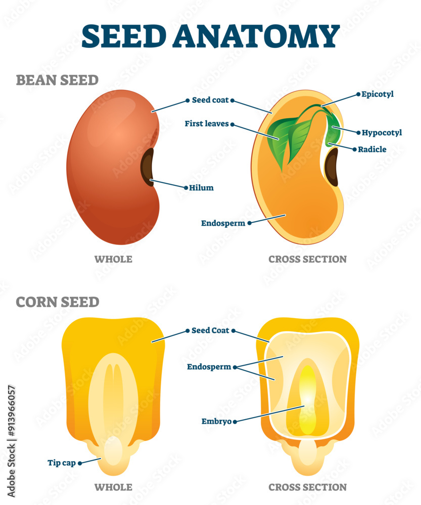 Seed anatomy illustration, transparent background. Labeled educational ...