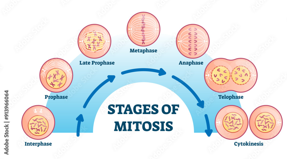 Stages of mitosis, illustration diagram, transparent background. Cell ...