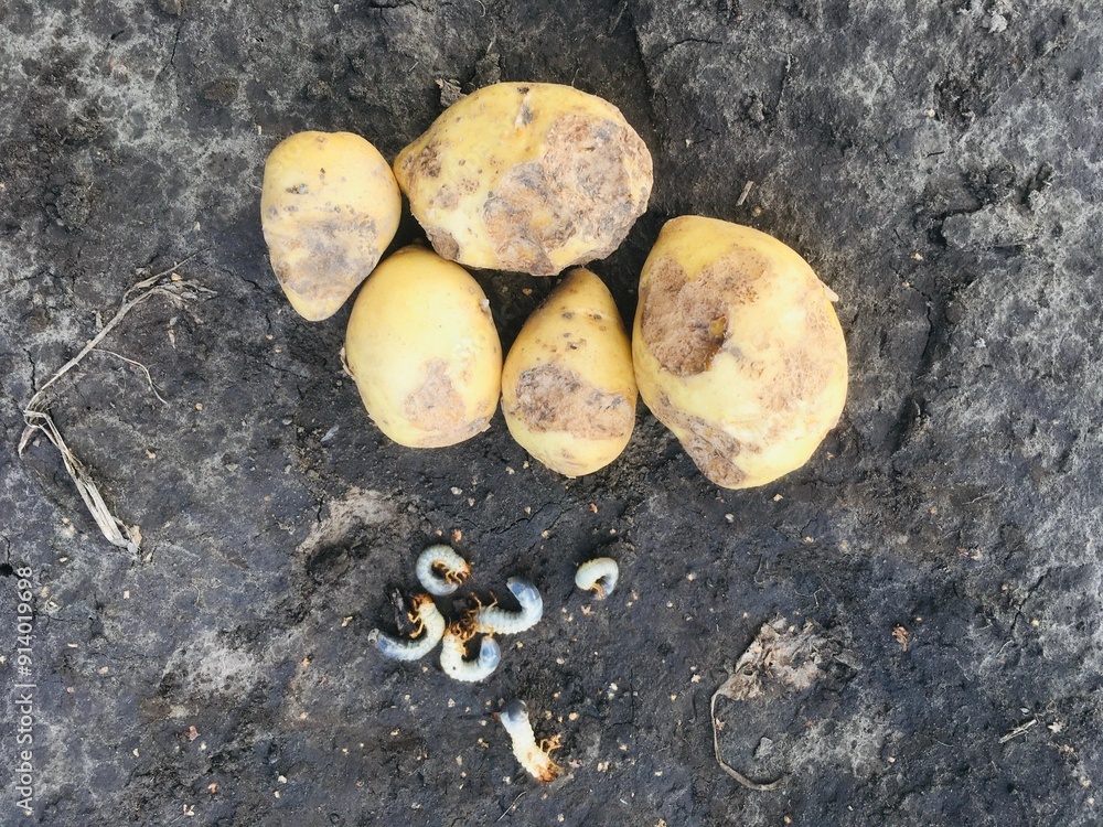 Potatoes with fat white cockchafer larvae on black soil. Larvae eats ...