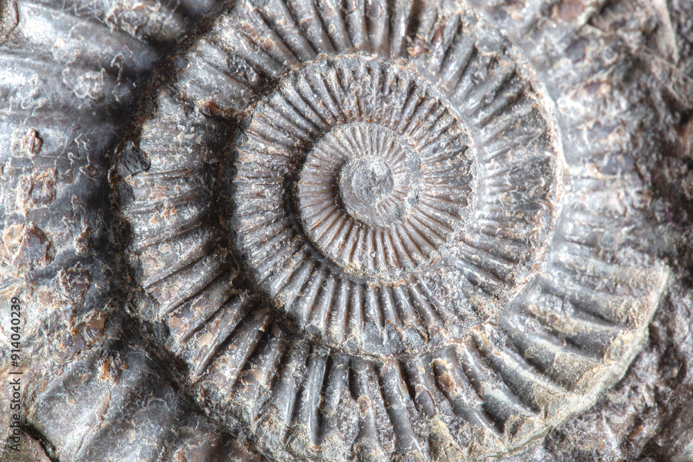 Ammonite fossil background backdrop set in rock. Prehistoric sea ...