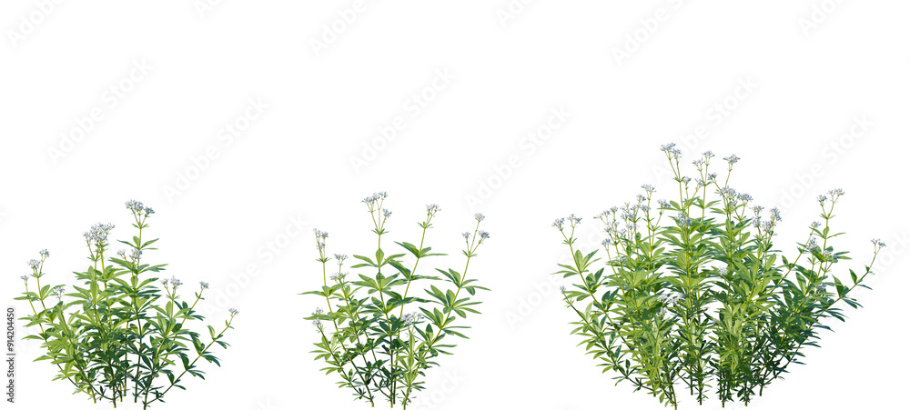Set of Galium odoratum (the sweet woodruff, or sweetscented bedstraw ...