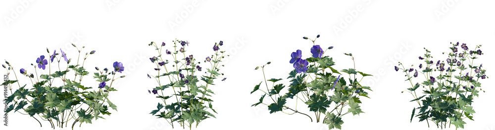 Set of Geranium Jolly Bee (Geranium Rozanne) and Geranium phaeum ...