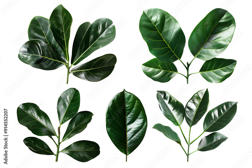 Set of ficus audrey twigs with leaves isolated on transparent ...