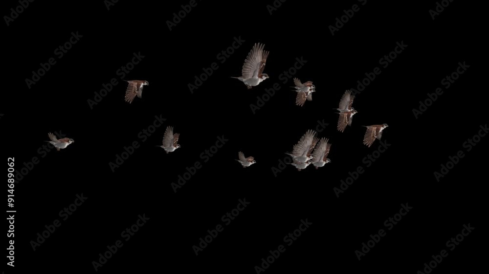 Flock of 13 Common Sparrow Birds - Flying Loop - Side View - Alpha ...