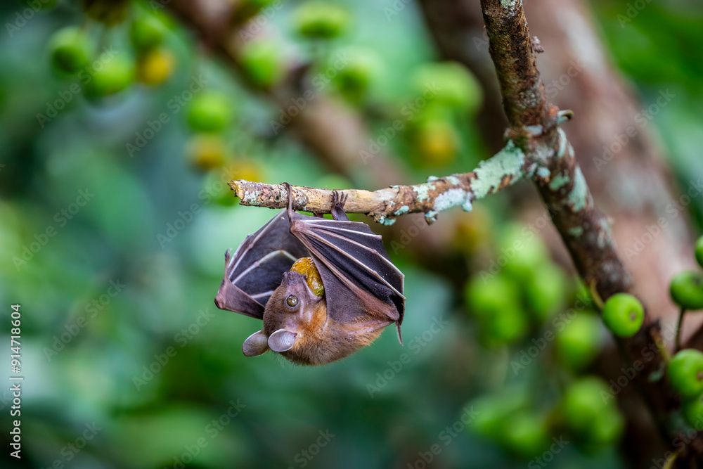 The Lesser dog-faced fruit Bat (Cynopterus brachyotis) is eating fruit ...