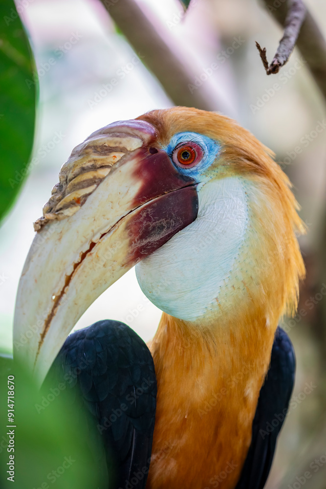 The Male Blyth's hornbill (Rhyticeros plicatus) is a large hornbill ...