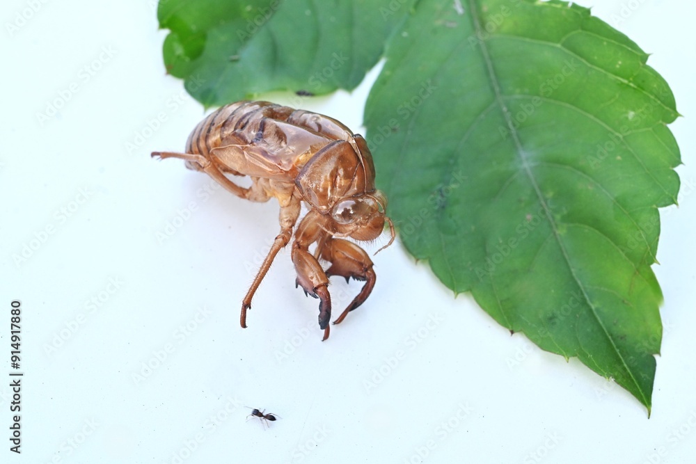 A summer tradition 'Cicada shells'. Cicadas grow by repeatedly molting ...