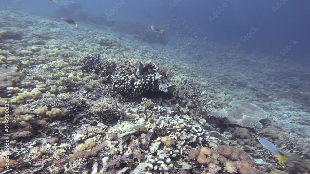 A diverse coral reef with a pufferfish and a Titan triggerfish. The ...