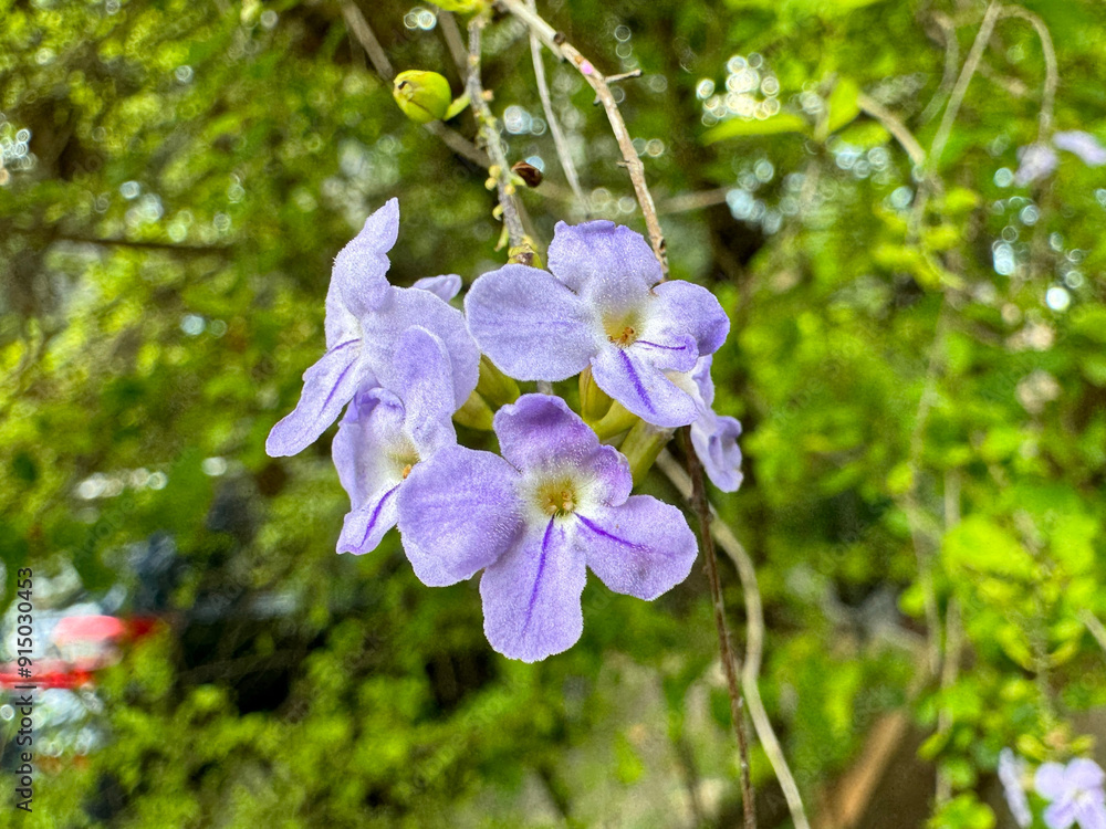 Duranta erecta flower, commonly known as Skyflower or Pigeon Berry. Its ...